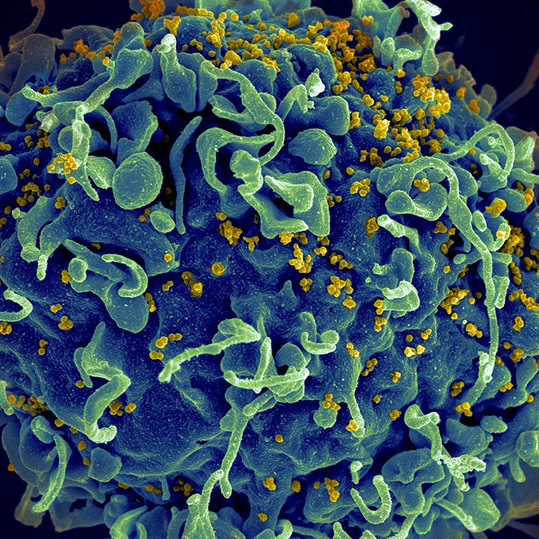 Omisirge: An Advancement in Cord Blood Stem Cell… | Americord Registry