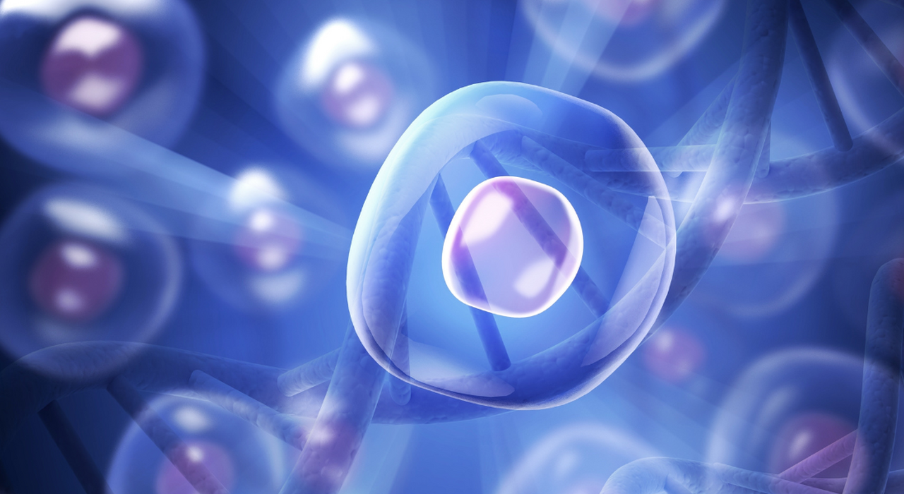 HSCs and MSCs: What is the Difference? | Americord Registry