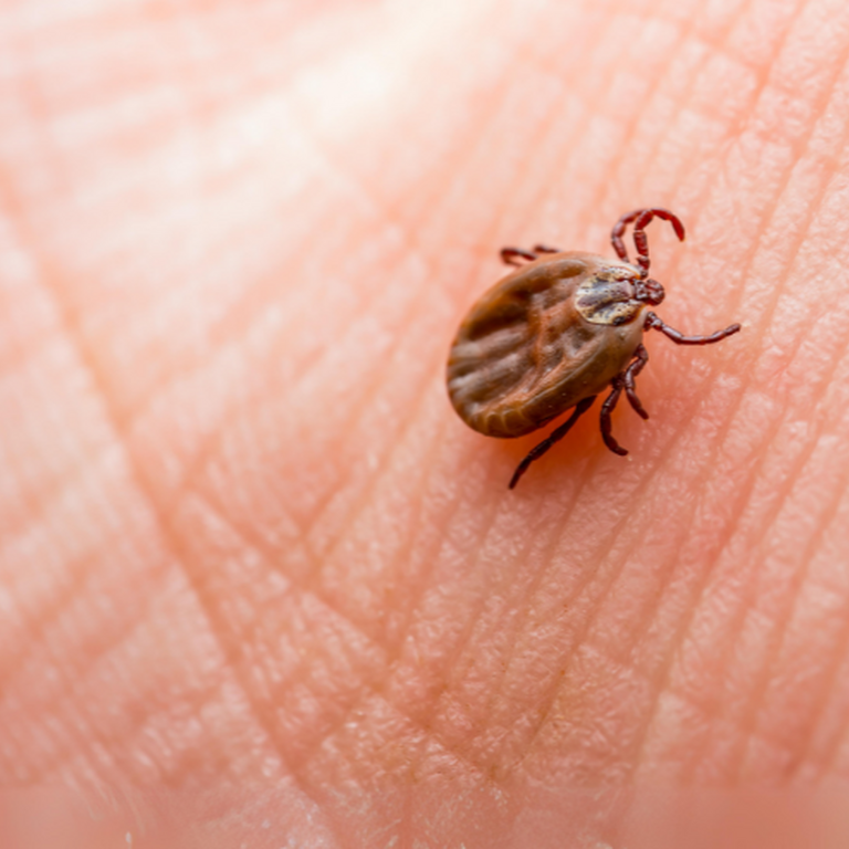 Lyme Disease & Pregnancy | Americord Registry
